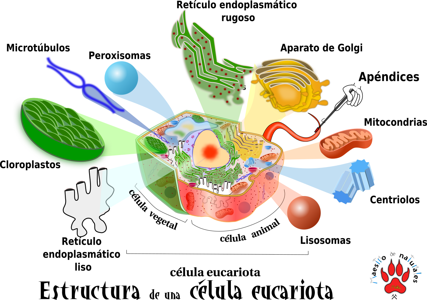 Tema 05.02 La célula